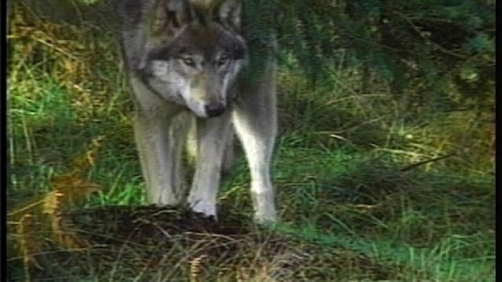 Grey wolf attacks calf in Lake County; plan put forward to stop ...