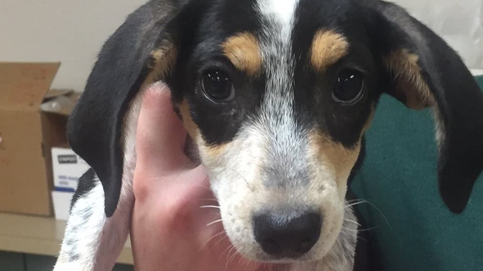 Texas dogs ready for adoption at humane society | WPBN