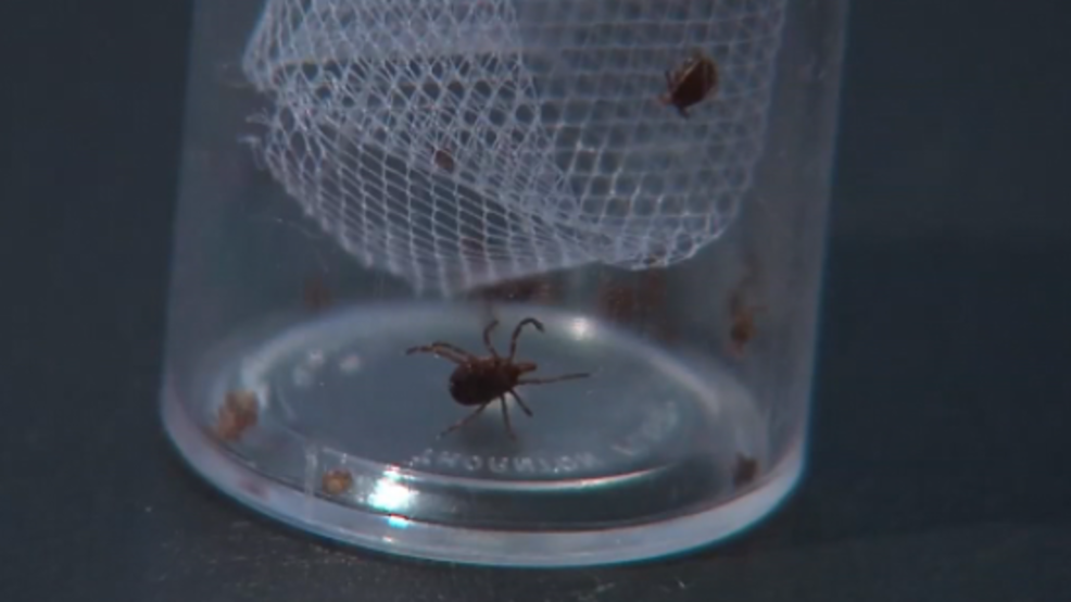 Experts: mild winter in Virginia causes uptick in ticks | WSET