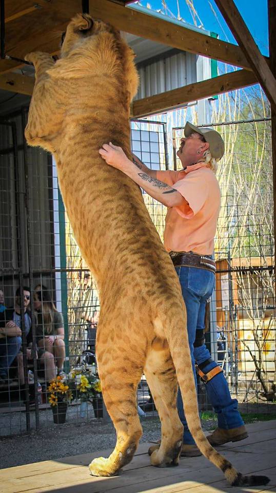 First male LiLigers (lion-liger hybrids) born in Oklahoma | WGME