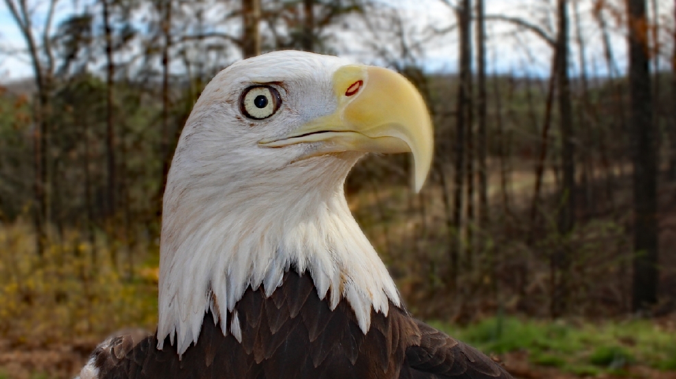 Eagle Awareness Weekends in North Alabama | WTVC