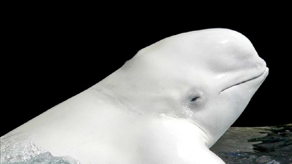 31-Year-Old Beluga Whale Dies at SeaWorld Orlando | WBFF