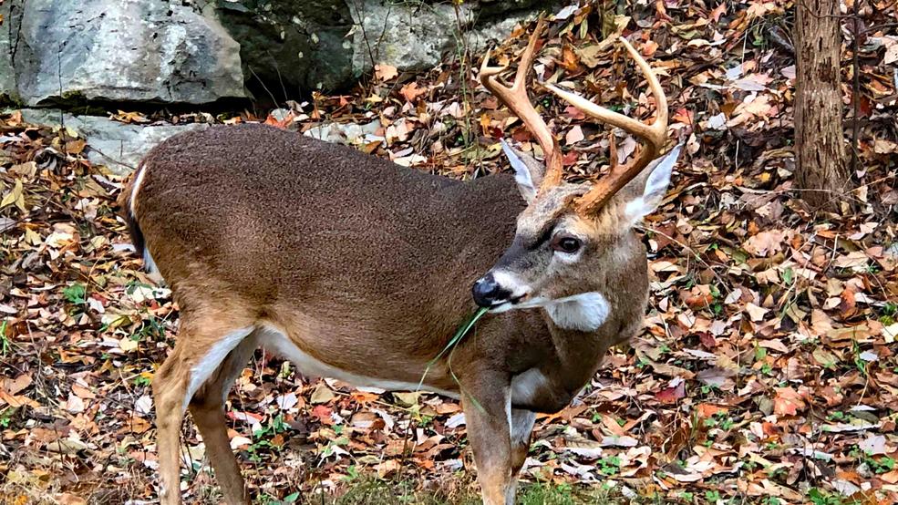 A North Alabama wildlife getaway | WTVC