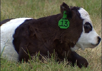 Extremely rare miniature panda cow born in Roy | KOMO