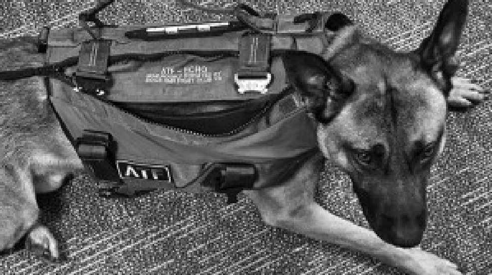 Retired Navy SEAL working to protect K9s with custom ballistic vests | WSET