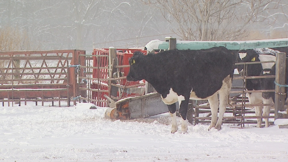 Holy cow, it's cold! Wind chill warning worries livestock farmers | WSBT