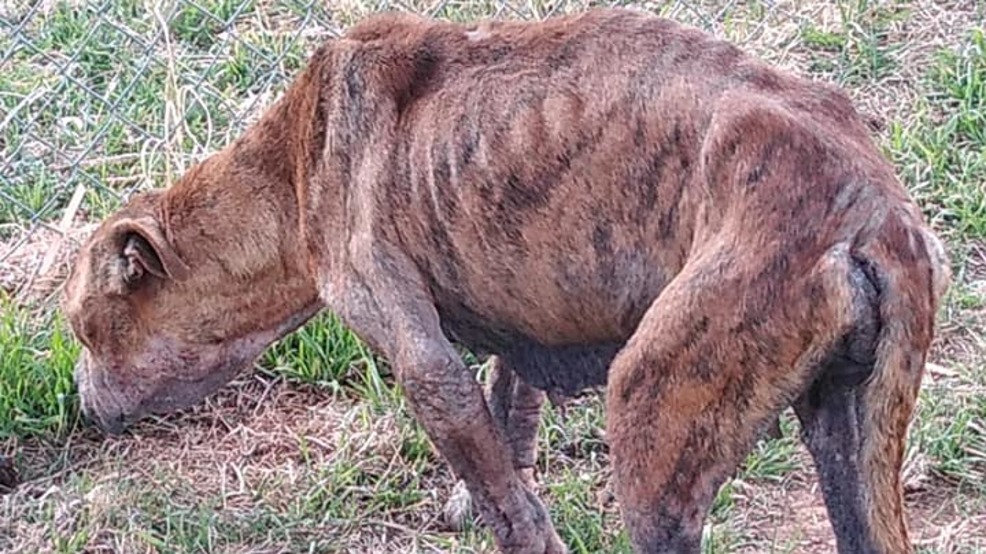 Rescued pitbull, found sick, emaciated in Anson, ready for adoption | KTXS